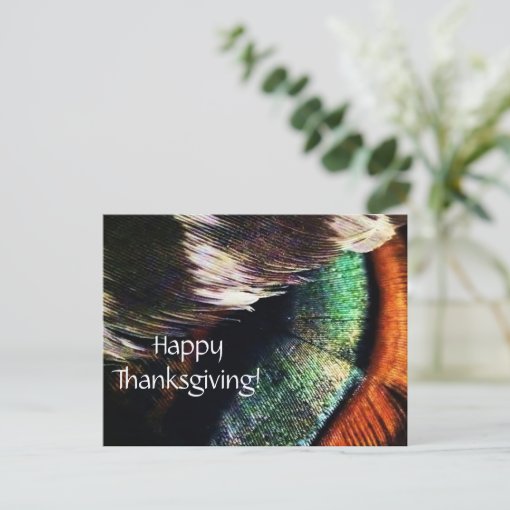 Turkey Tail Feathers Art Photo Happy Thanksgiving Holiday Postcard | Zazzle