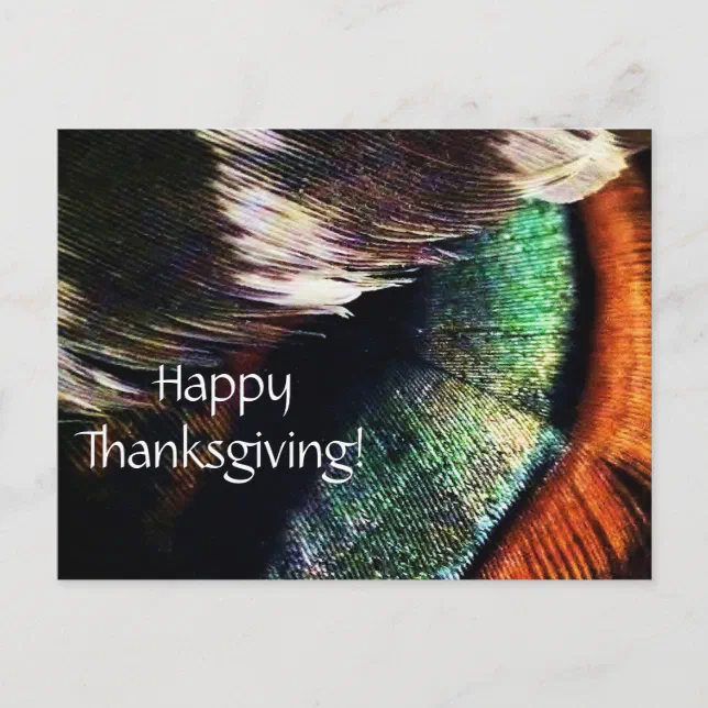 Turkey Tail Feathers Art Photo Happy Thanksgiving Holiday Postcard | Zazzle