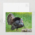 Turkey Time Postcard | Zazzle