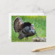 Turkey Time Postcard | Zazzle