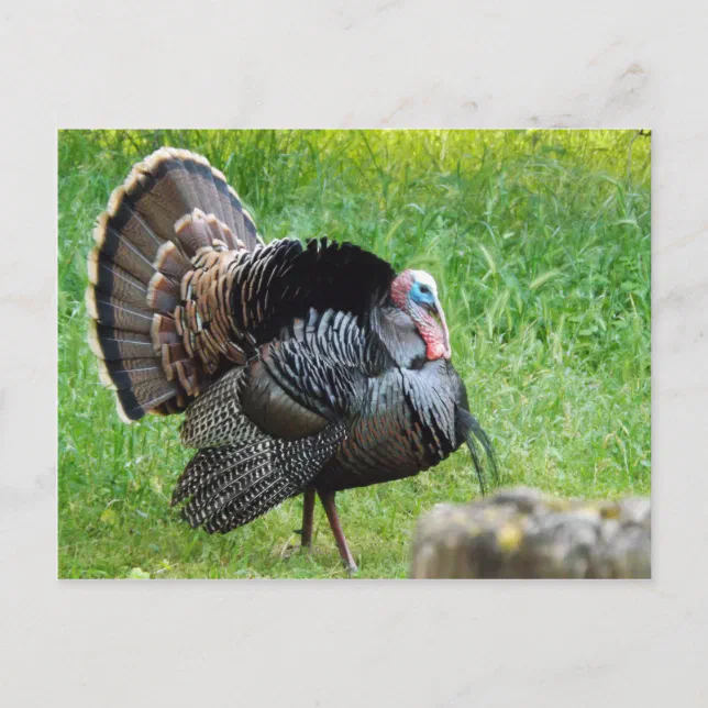 Turkey Time Postcard | Zazzle
