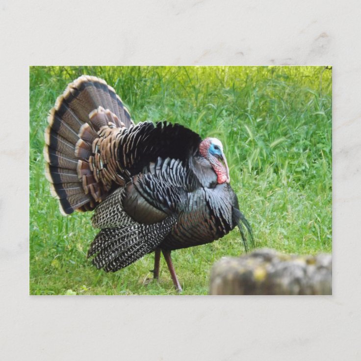 Turkey Time Postcard | Zazzle
