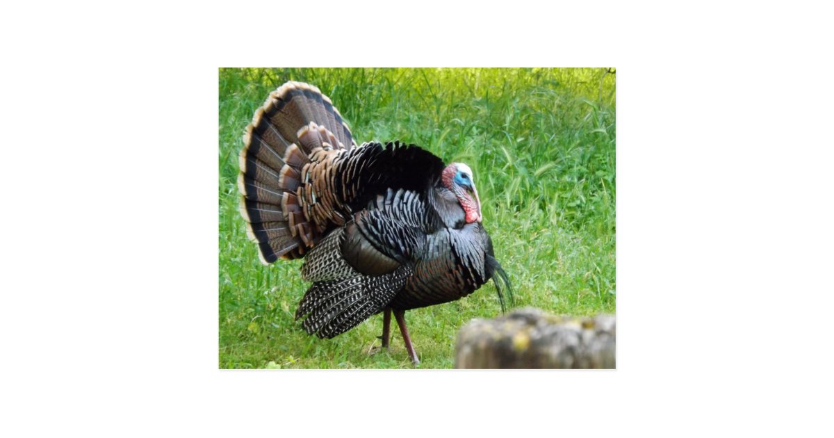 Turkey Time Postcard | Zazzle.com