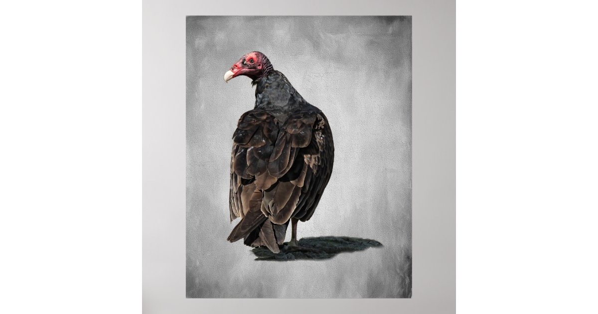 TURKEY VULTURE BUZZARD POSTER | Zazzle