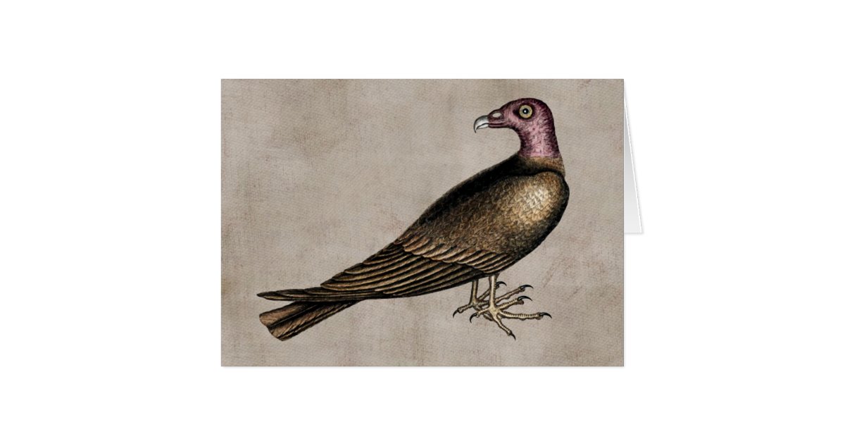 Turkey Vulture Card | Zazzle