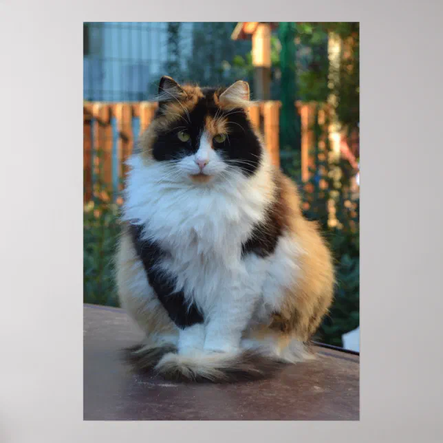 Turkish Van Poster | Zazzle
