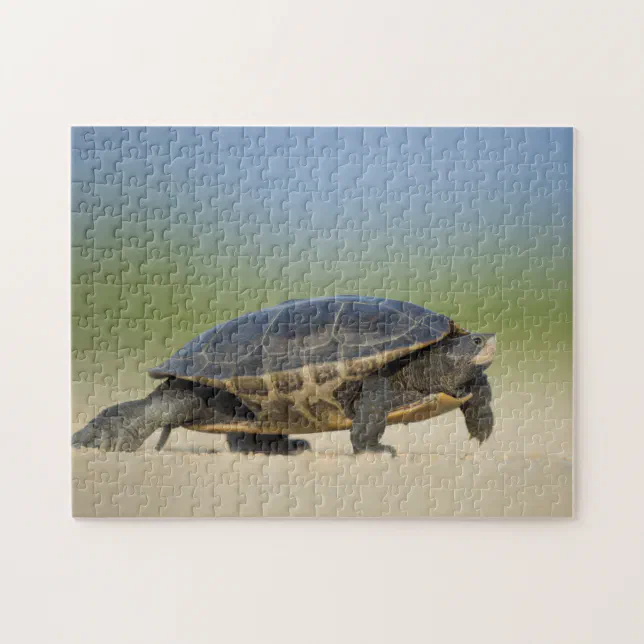 Turtle / Amphibian / Reptile Closeup Photo Puzzle | Zazzle