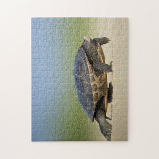 Turtle / Amphibian / Reptile Closeup Photo Puzzle | Zazzle