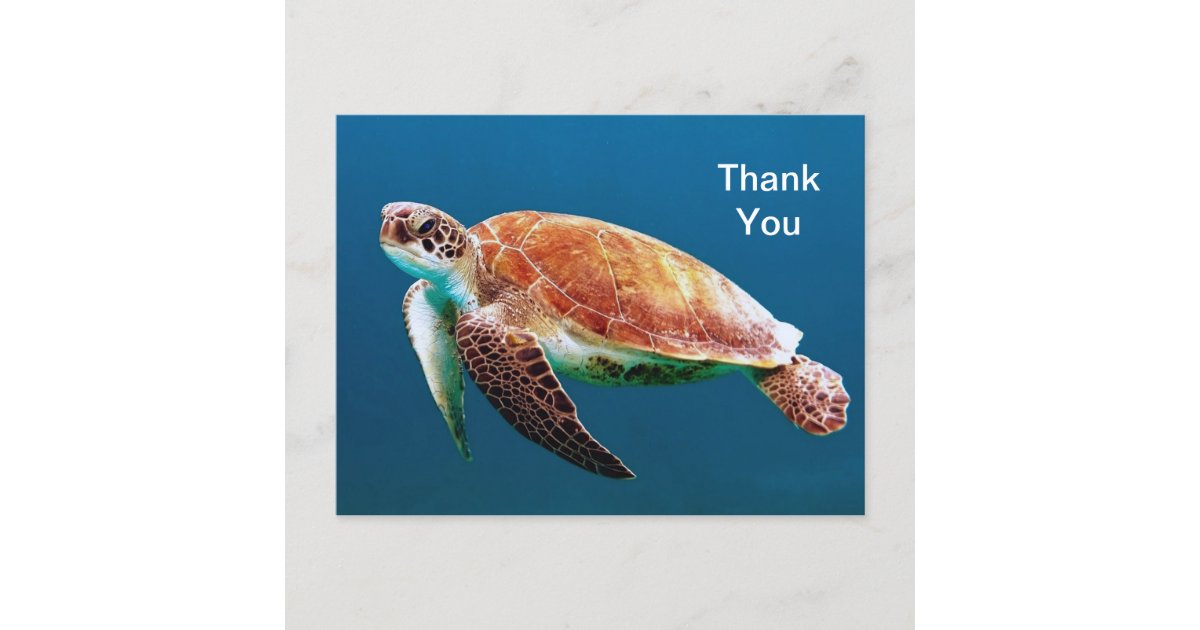 Turtle Blue Water Sea Photo Thank You Postcard | Zazzle