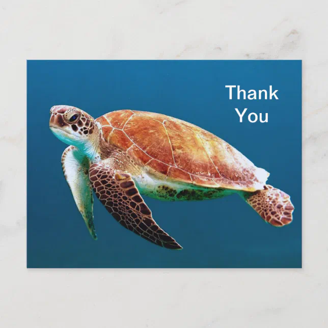 Turtle Blue Water Sea Photo Thank You Postcard | Zazzle