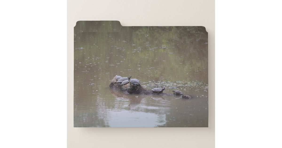 Turtle File Folders | Zazzle