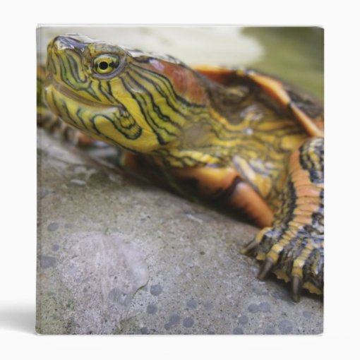 Turtle Identification Binder | Zazzle