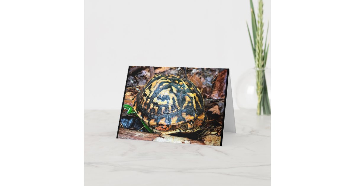 Turtle in the Forest, Chester, South Carolina Card | Zazzle