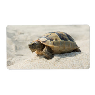 Turtle Labels | Zazzle