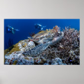 Turtle poster | Zazzle