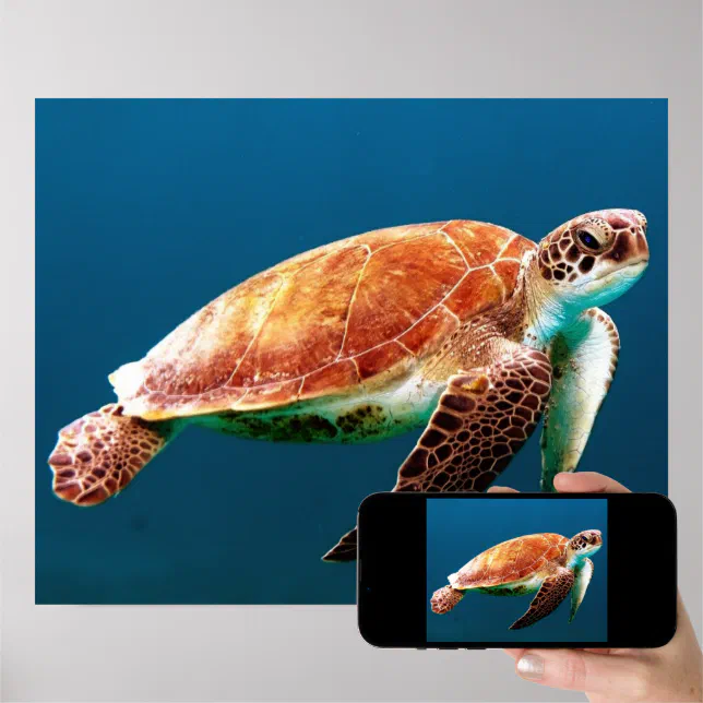Turtle Poster | Zazzle