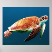 Turtle Poster | Zazzle