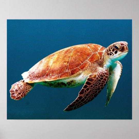 Turtle Poster | Zazzle.com