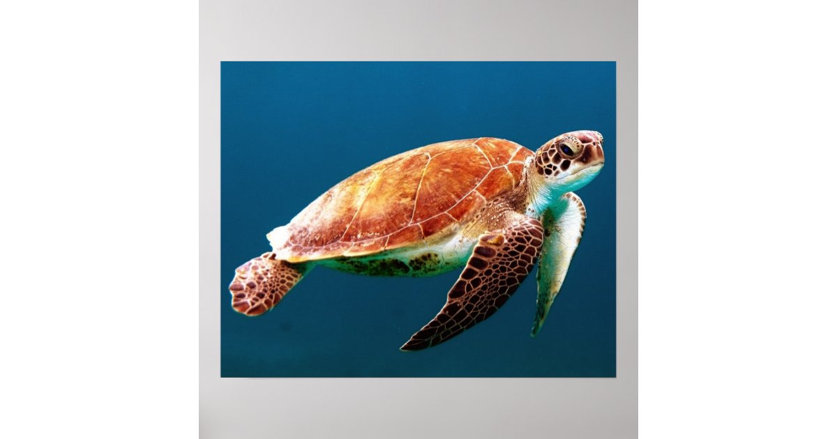 Turtle Poster | Zazzle