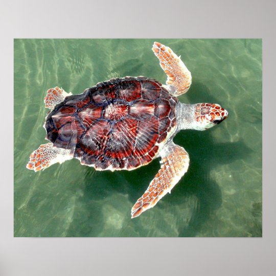 Turtle Poster | Zazzle.com