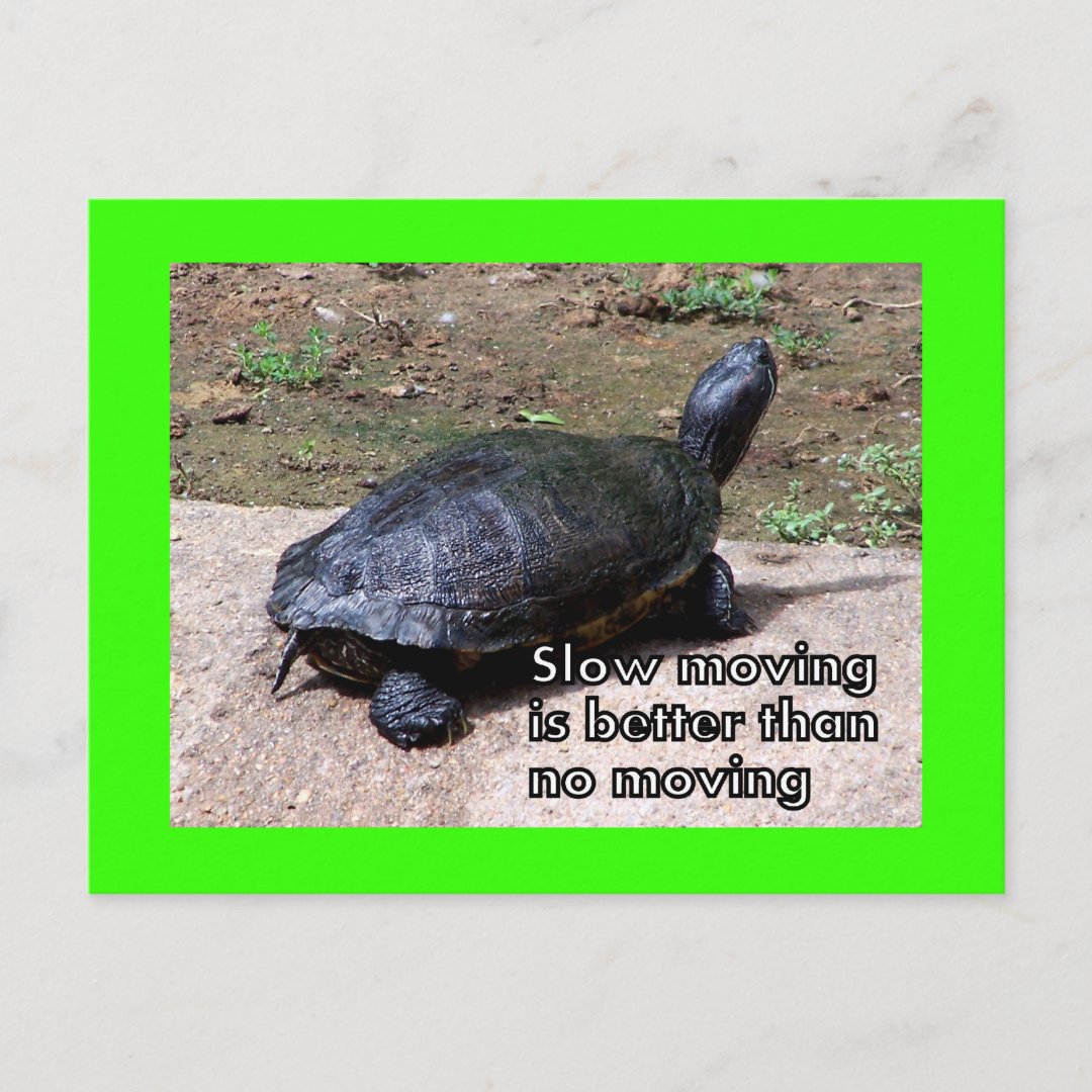 turtle slow Postcard | Zazzle