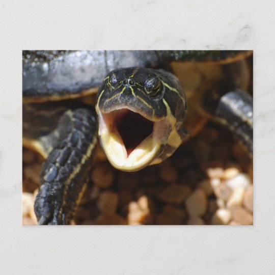 Turtle with Mouth Open Postcards | Zazzle.com