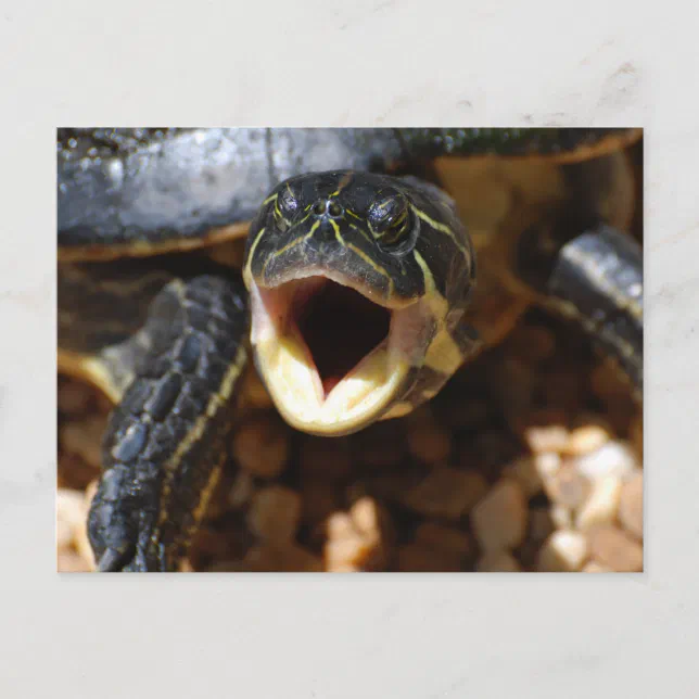 Turtle with Mouth Open Postcards | Zazzle