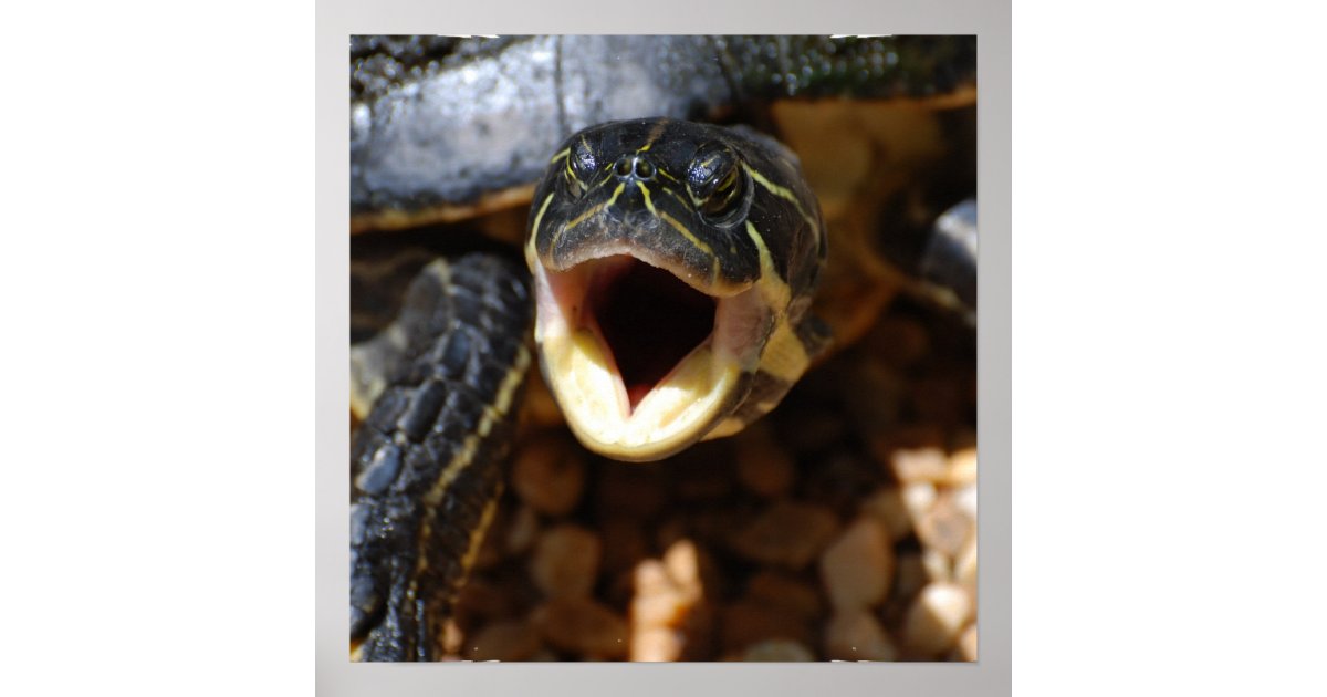 Turtle with Mouth Open Poster | Zazzle