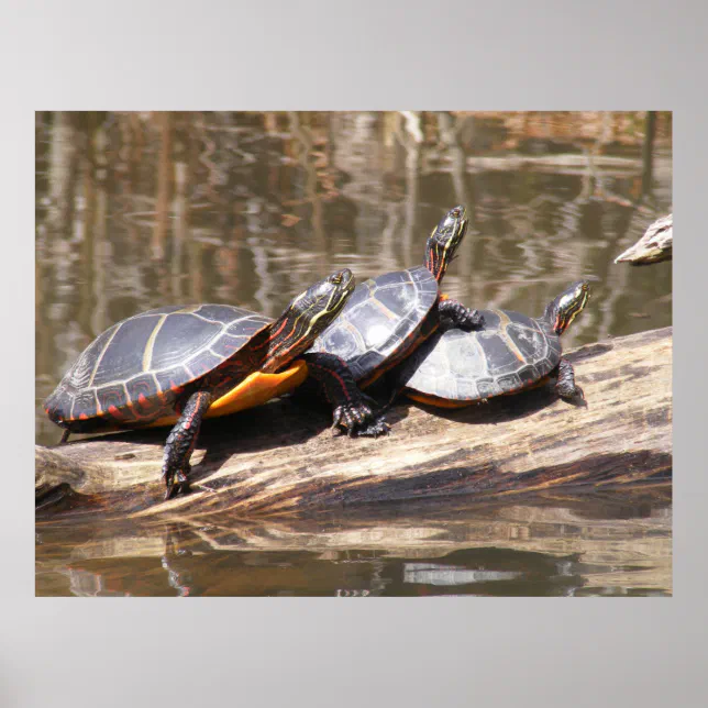Turtles Sitting On Log Poster | Zazzle