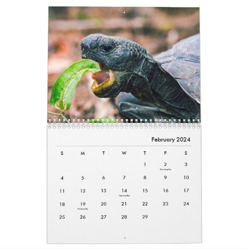 Turtles Wall Calendar | Zazzle