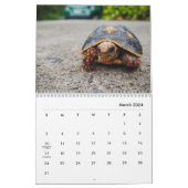 Turtles Wall Calendar | Zazzle