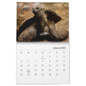 Turtles Wall Calendar | Zazzle