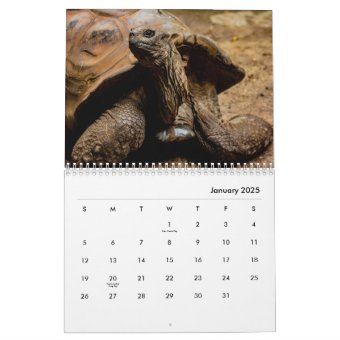 Turtles Wall Calendar | Zazzle