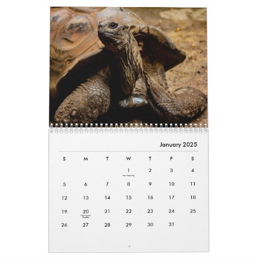 Turtles Wall Calendar | Zazzle