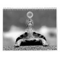 Turtles Wall Calendar | Zazzle