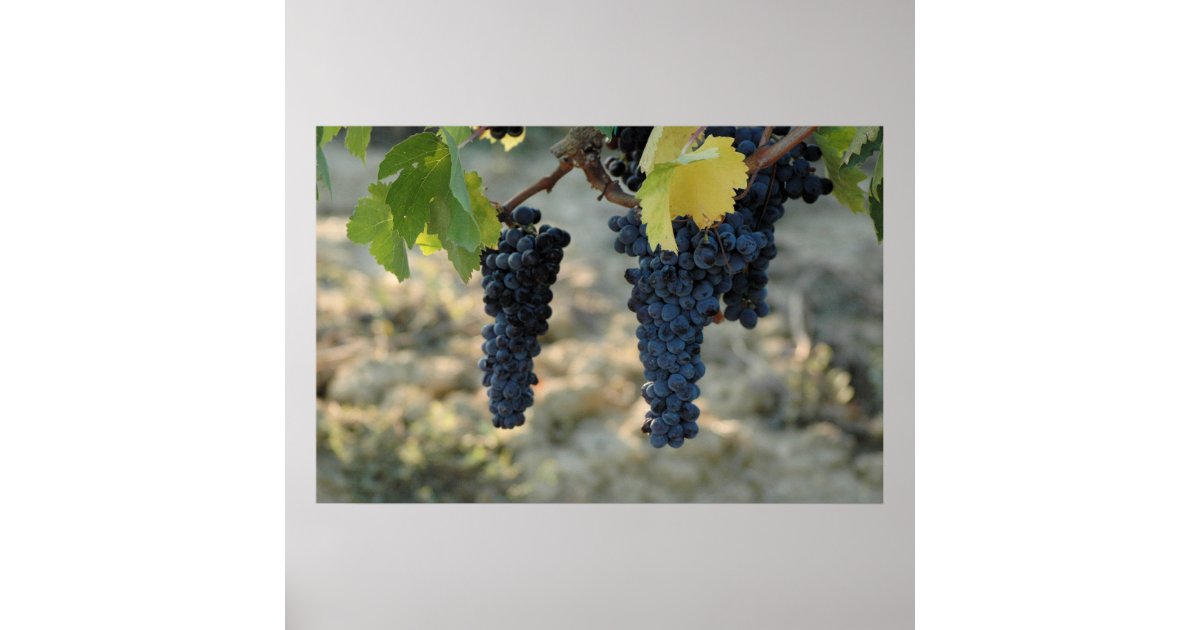 Tuscan Grapes Poster | Zazzle