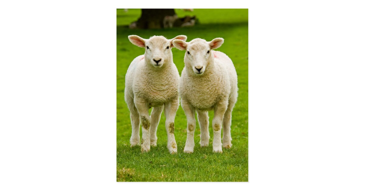 twin lambs postcard | Zazzle.com