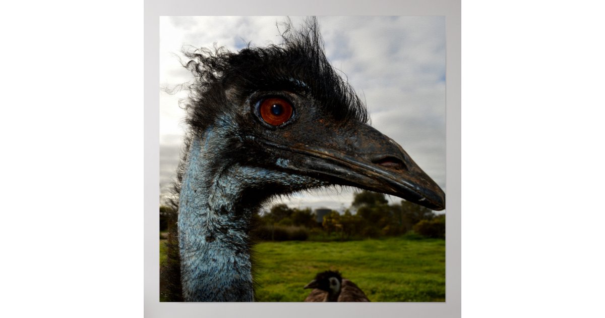 "Twinkle in the Eye: An Emu’s Curious Gaze" Poster | Zazzle