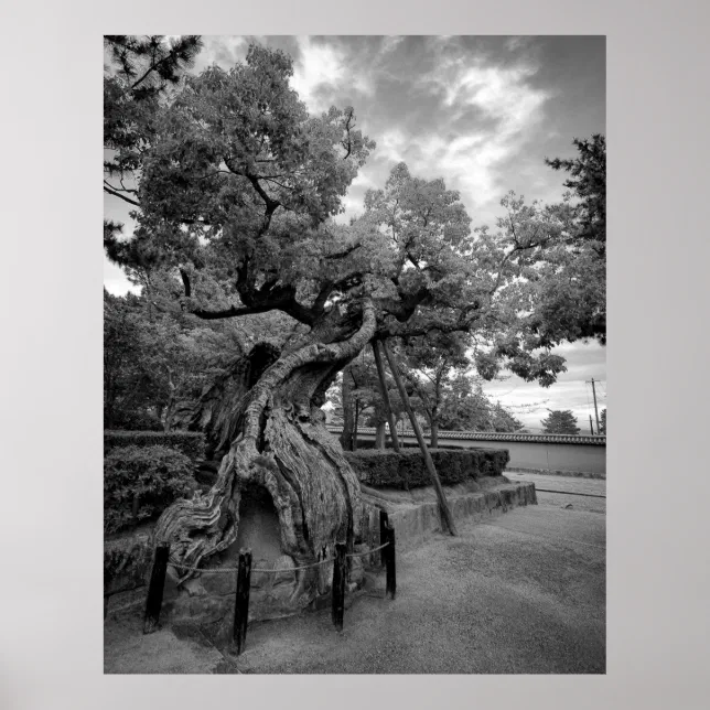TWISTED TREE of HORYUJI TEMPLE - NARA JAPAN Poster | Zazzle