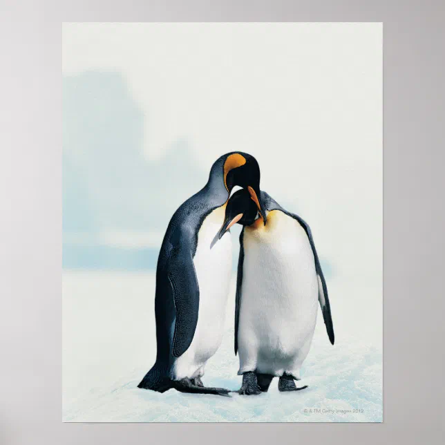 Two affectionate penguins poster | Zazzle