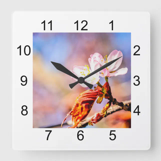 Two Amazing Sakura Flowers. Pink, Blue Background Square Wall Clock ...