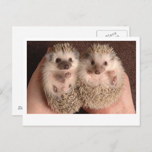 Two Baby Hedgehogs Postcard | Zazzle