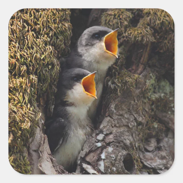 Two Baby Tree Swallows Square Sticker | Zazzle