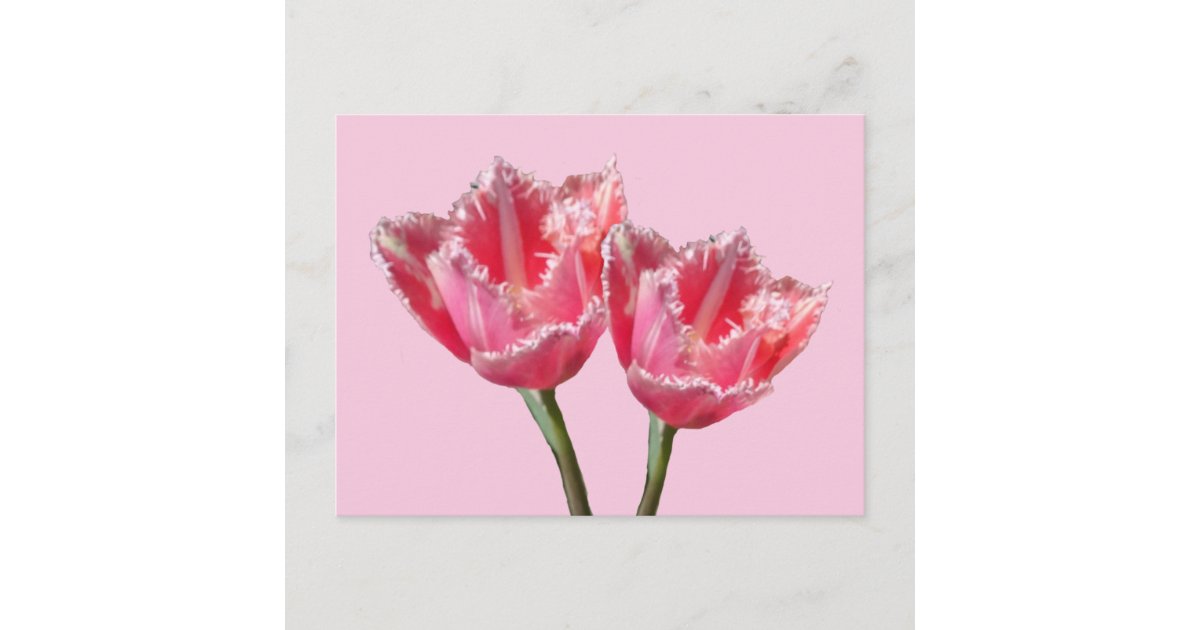 Two Beautiful Pink Tulips Cust. BG DIY Postcard | Zazzle