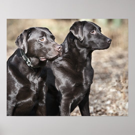 Two Black Labrador retrievers Poster | Zazzle.com