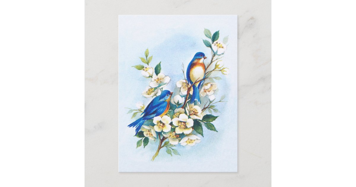 Two Bluebirds Postcard | Zazzle
