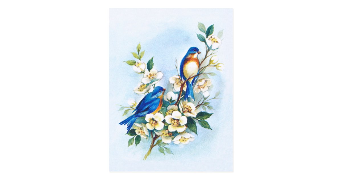 Two Bluebirds Postcard | Zazzle.com