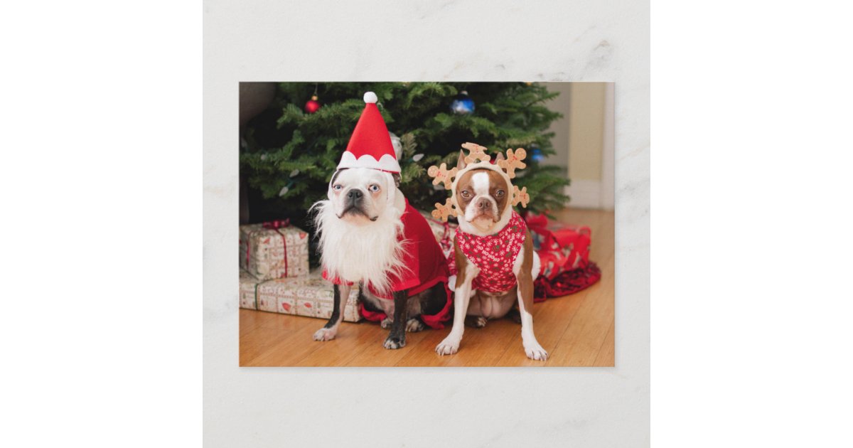 Two boston burrows in Christmas costumes Holiday Postcard | Zazzle