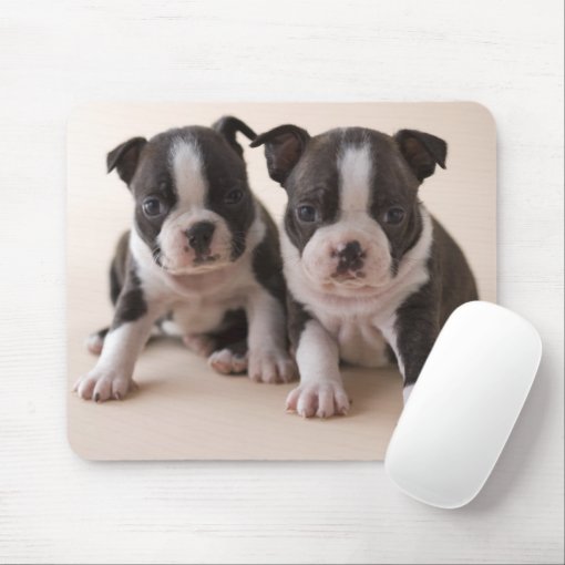 Two Boston Terrier Puppies Mouse Pad | Zazzle