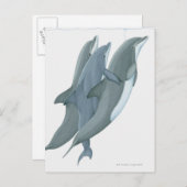 Two Bottlenosed Dolphins Postcard | Zazzle